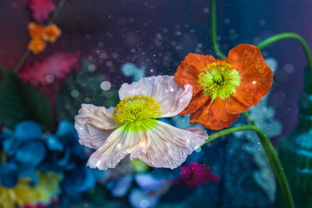 Mohnblumen Blumen Pflanze - Kostenloses Foto auf Pixabay - Pixabay