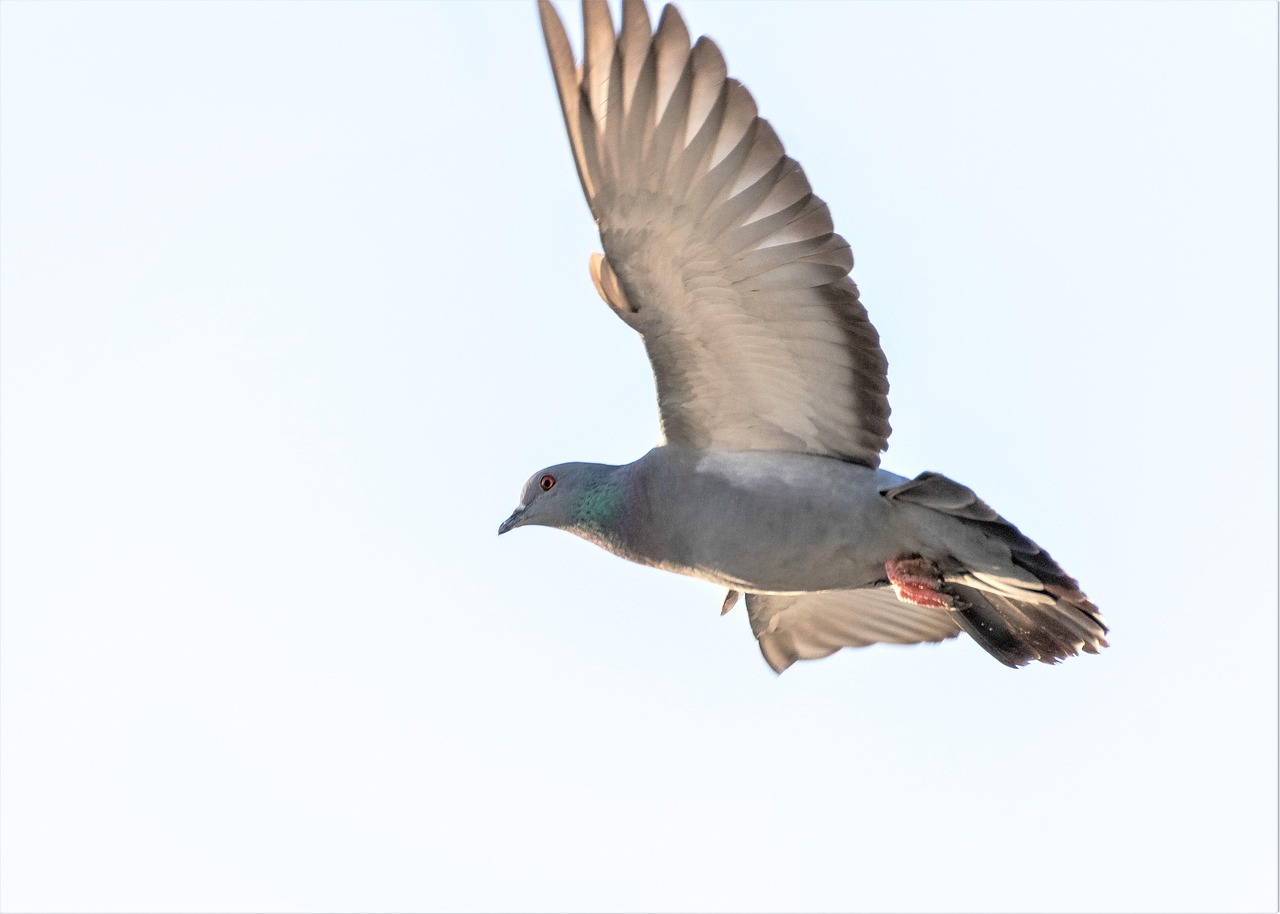 Flying Pigeon Bird - Free photo on Pixabay - Pixabay