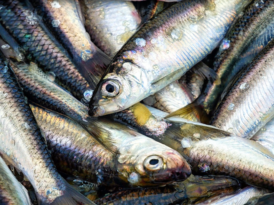 Fish Herring Food - Free photo on Pixabay - Pixabay