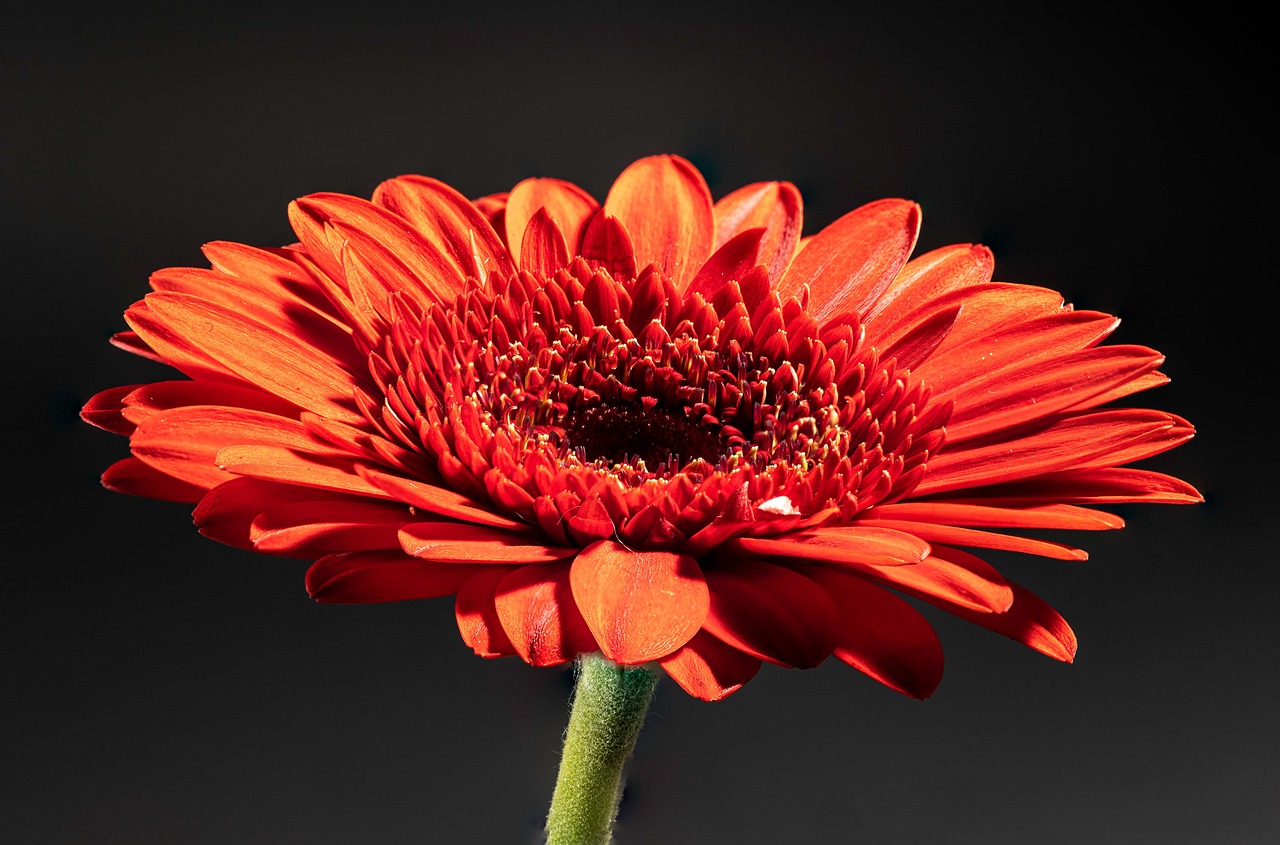 300+ Free Gerbera Daisy & Gerbera Images - Pixabay