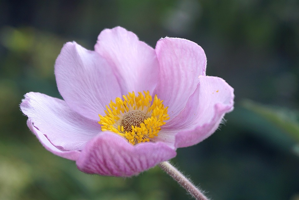 Flower Stamens Plants - Free photo on Pixabay