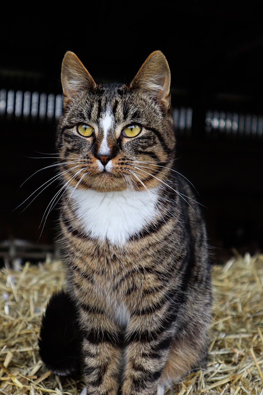Animal Cat De Compagnie - Photo gratuite sur Pixabay - Pixabay
