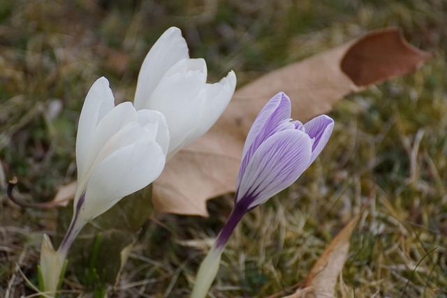 Crocuses Flowers Bloom - Free photo on Pixabay - Pixabay