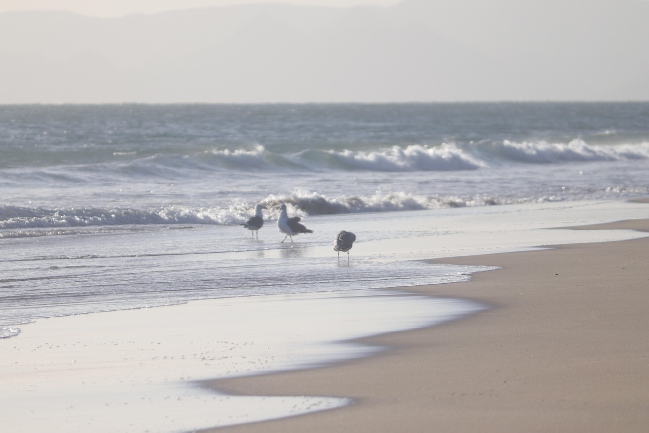 Aves Playa Orilla - Foto gratis en Pixabay - Pixabay