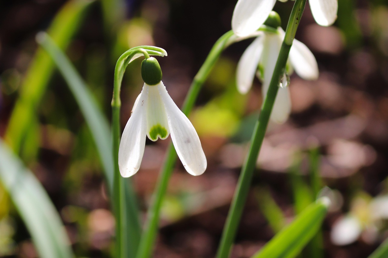 Fleur Perce-Neige Cloches De - Photo gratuite sur Pixabay - Pixabay