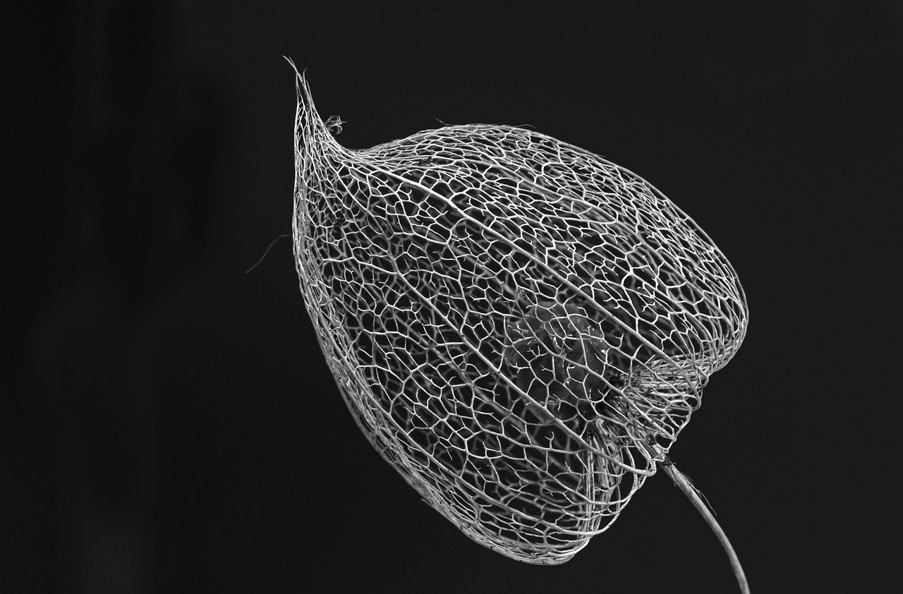 40,000+ Free China Wallpaper Lampion Rot & Nature Images - Pixabay