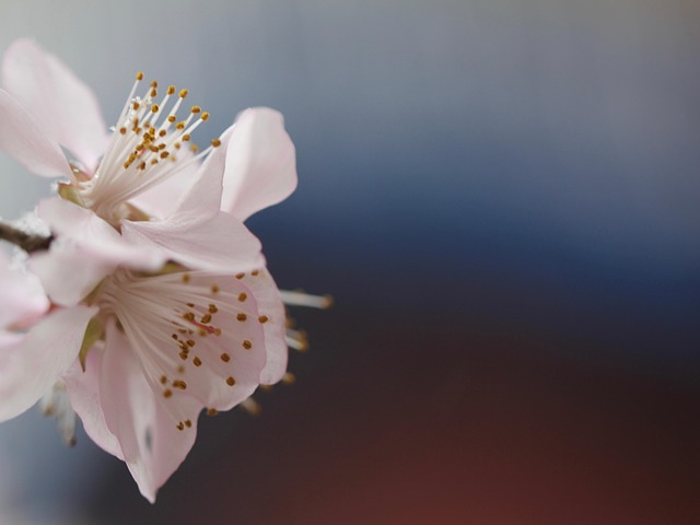 Fleur De La Pêche - Photo gratuite sur Pixabay - Pixabay