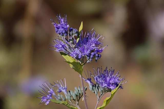Alfalfa Flowers Plant Purple - Free photo on Pixabay - Pixabay