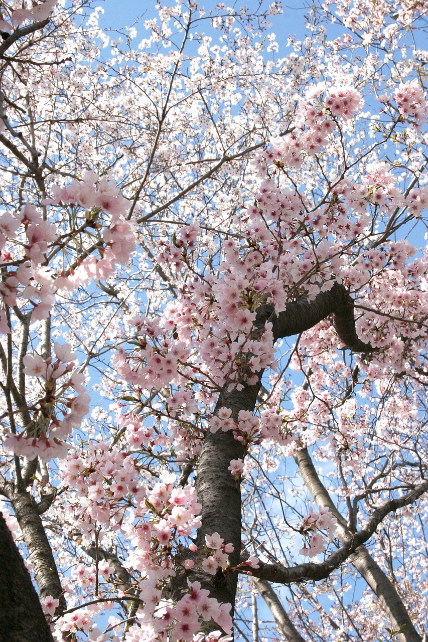 Flor De Cerezo Primavera Árbol - Foto gratis en Pixabay - Pixabay