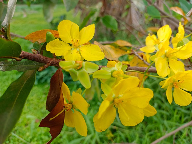 Flower Yelow Leaf - Free photo on Pixabay - Pixabay