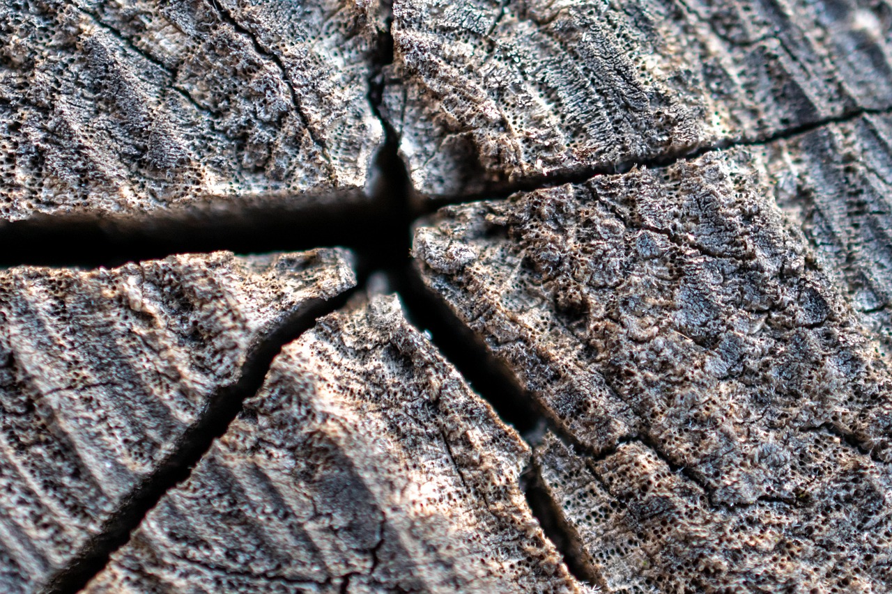 Bois Tronc Texture - Photo gratuite sur Pixabay - Pixabay