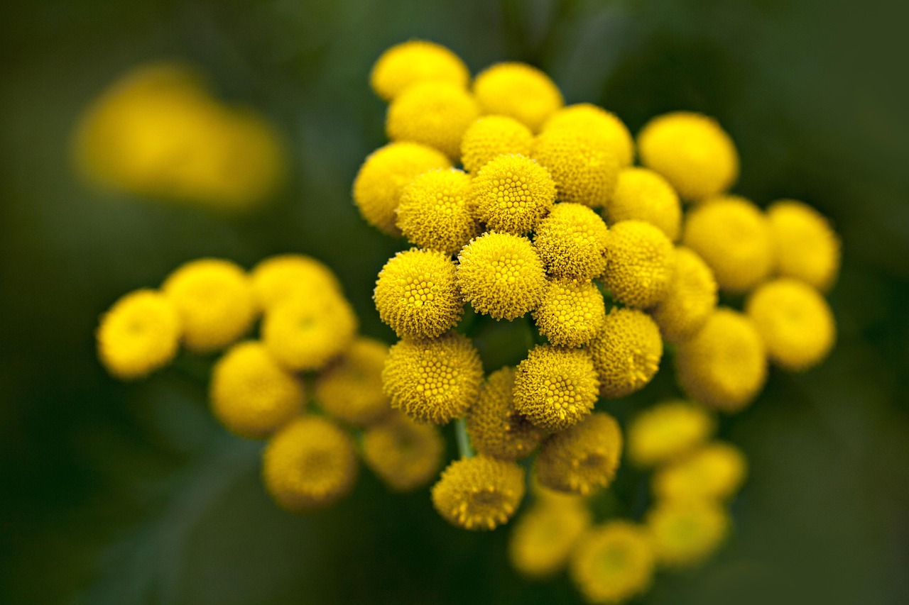 Flores Amarillo Bloom - Foto gratis en Pixabay - Pixabay