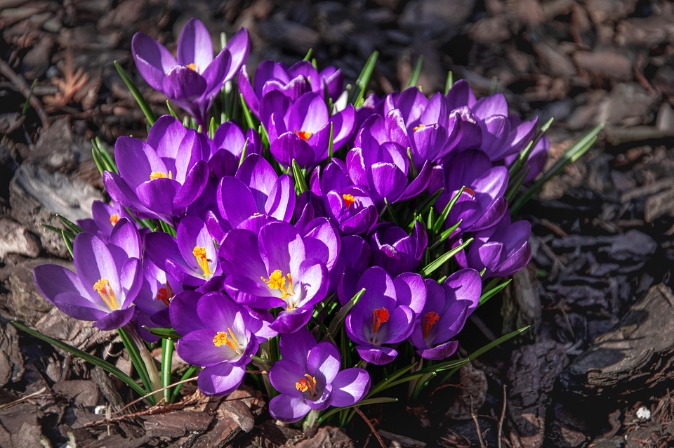 Crocuses Flowers Purple - Free photo on Pixabay