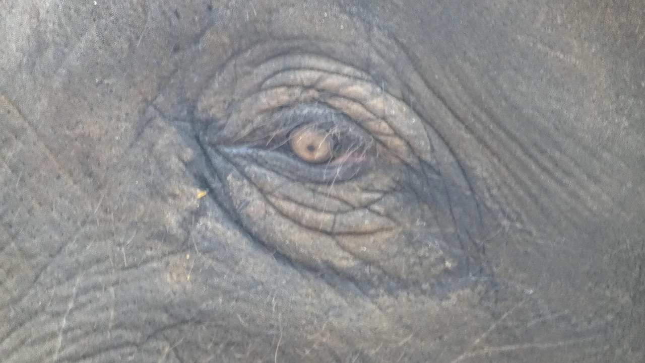 Elephant Eye Nature - Free photo on Pixabay - Pixabay
