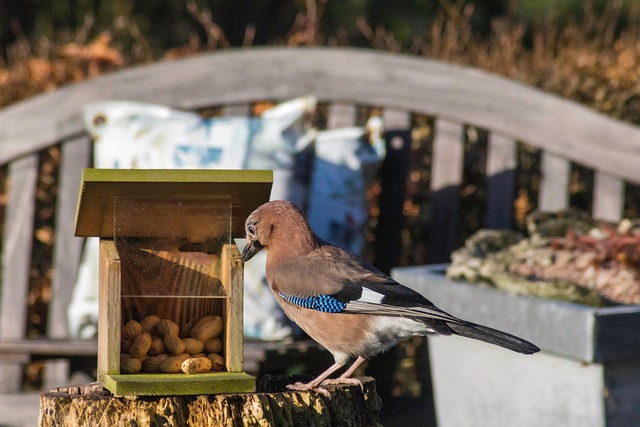 Eurasian Jay Bird Animal - Free photo on Pixabay - Pixabay