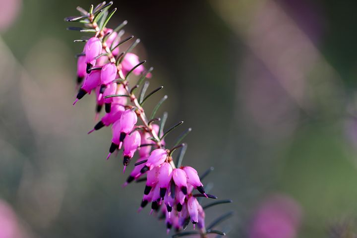 600+ Free Pagan & Heather Images - Pixabay