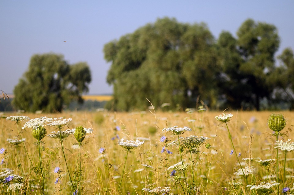 Meadow Field Flowers - Free photo on Pixabay - Pixabay