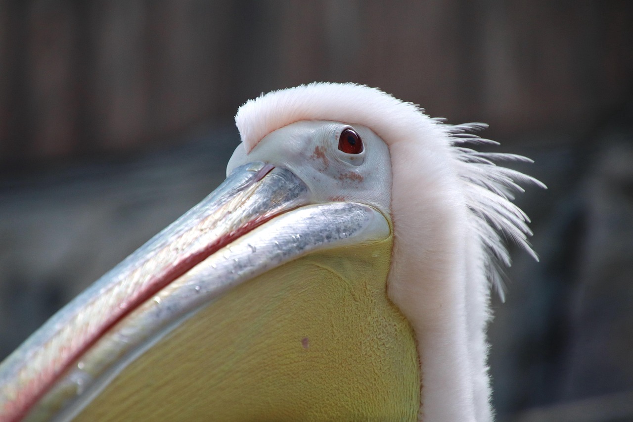 Bird Pelican Ornithology - Free photo on Pixabay
