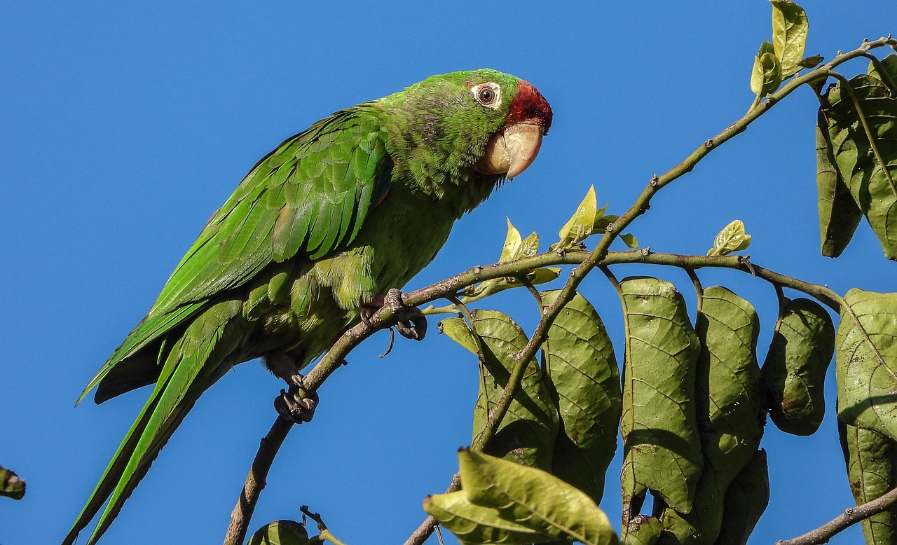 Perico Pájaro Rama Periquito De - Foto gratis en Pixabay - Pixabay