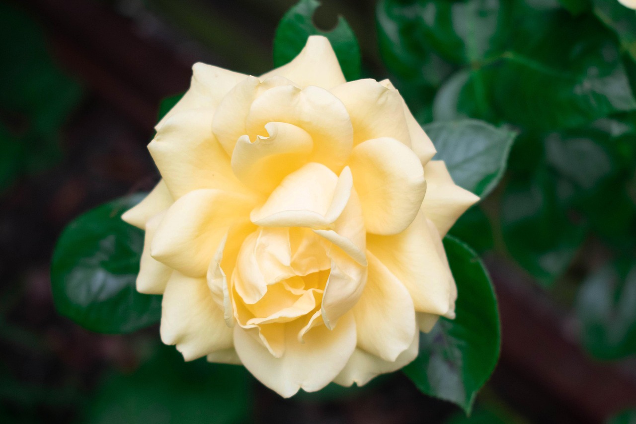 Rose Flower Plant Yellow - Free photo on Pixabay - Pixabay