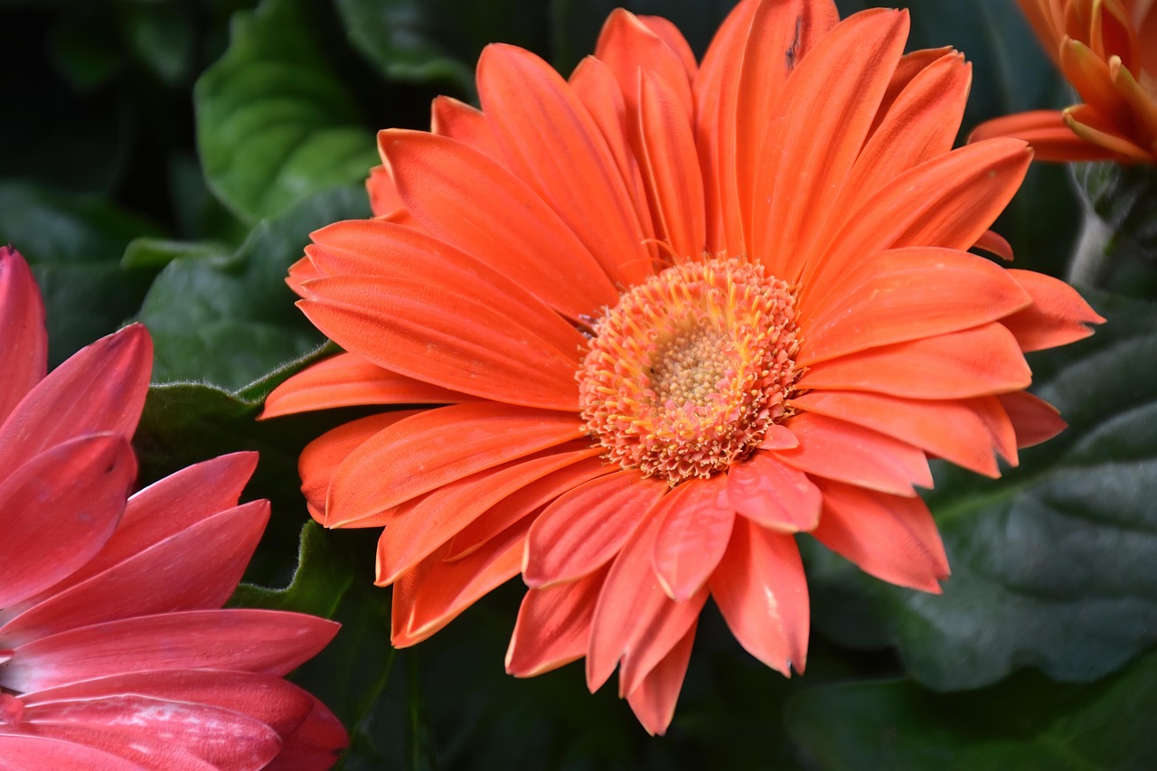 Gerbera Daisy Flower Orange - Free photo on Pixabay - Pixabay
