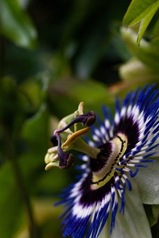 3+ Free Common Passionflower & Passiflora Images - Pixabay