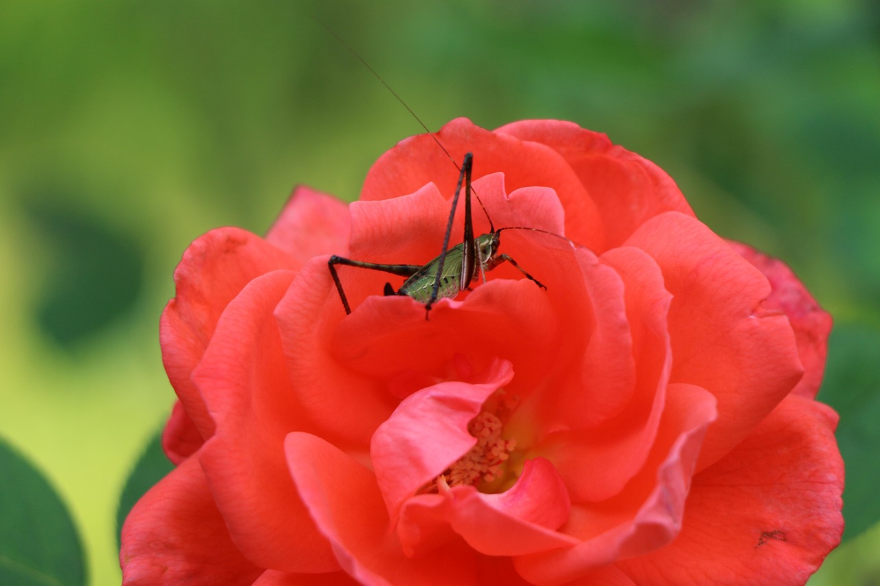 Saltamontes Insecto Flor - Foto gratis en Pixabay - Pixabay