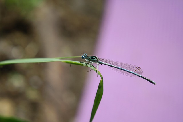 White-Legged Damselfly Dragonfly - Free photo on Pixabay