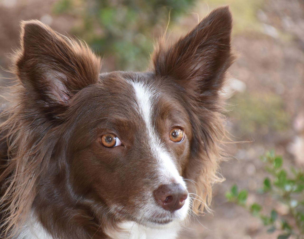 Border Collie Dog Pet - Free photo on Pixabay - Pixabay