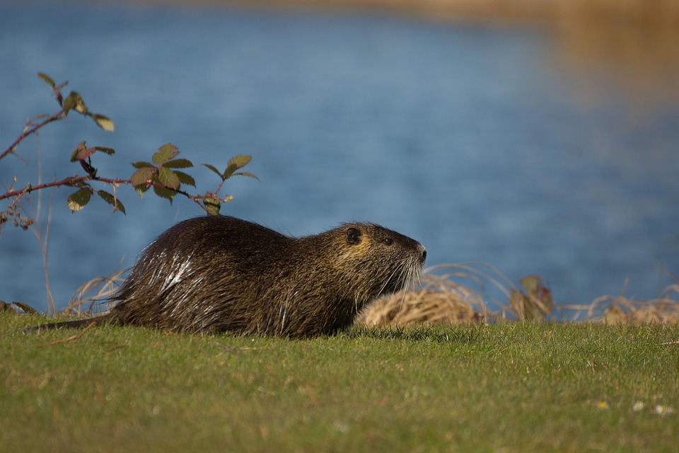 Animal Nutria Rongeur - Photo gratuite sur Pixabay