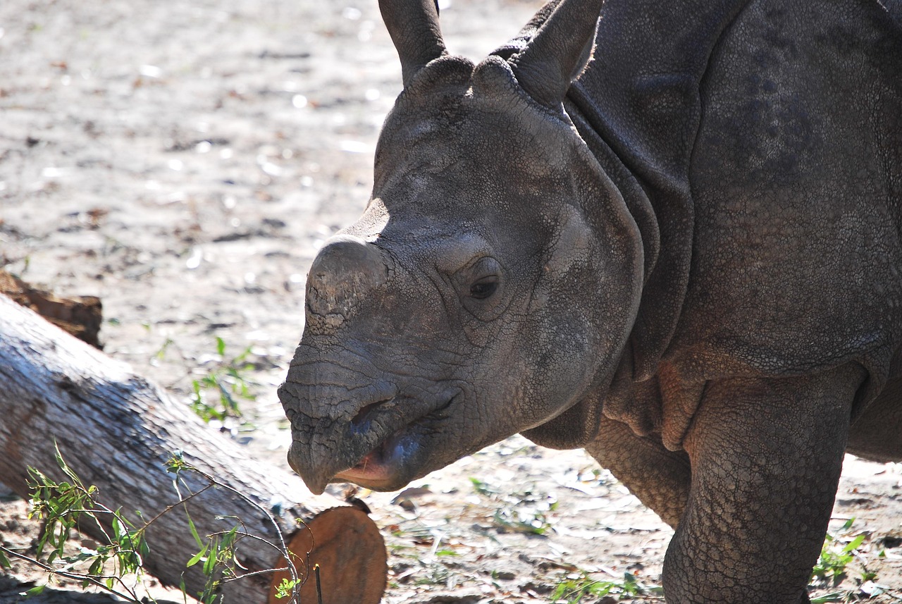 Indian Rhinoceros - Free photo on Pixabay - Pixabay