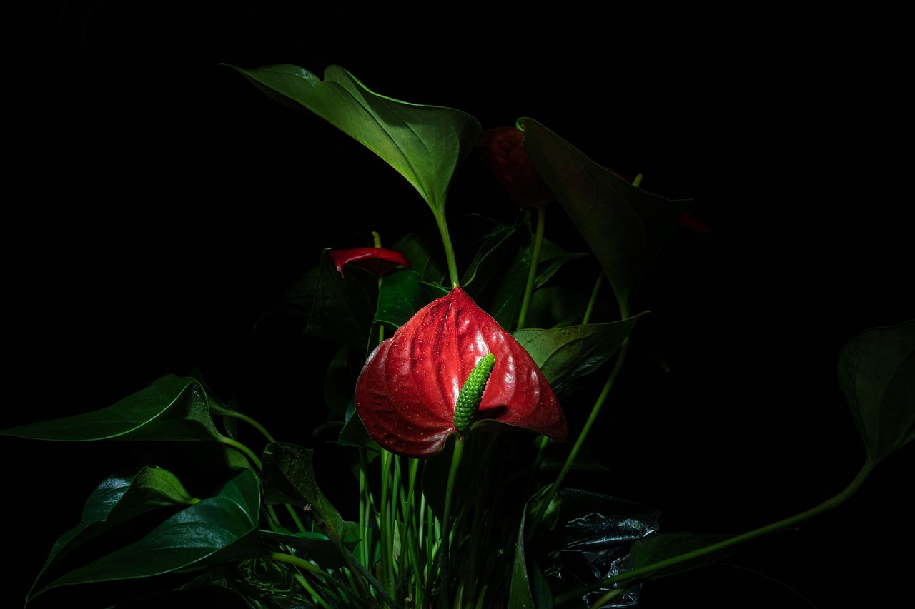Anthurium Flower Plant - Free photo on Pixabay - Pixabay