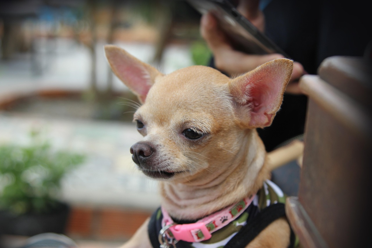 Chihuahua Chiot Chien Animal De - Photo gratuite sur Pixabay - Pixabay