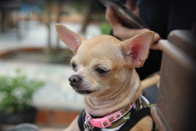 Chihuahua Cachorro Perro - Foto gratis en Pixabay - Pixabay