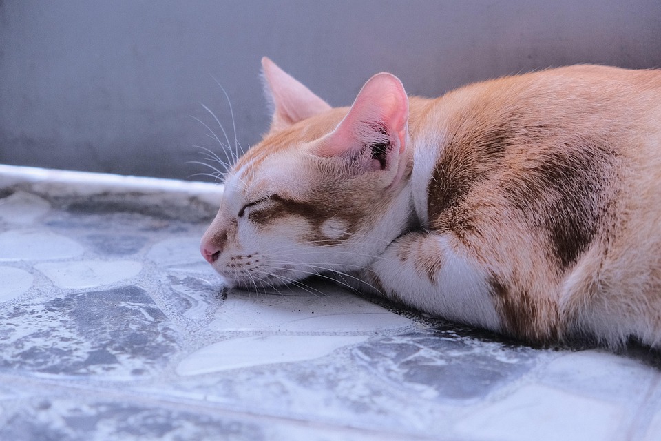 Kucing Pasir Kitty Jembut - Foto gratis di Pixabay - Pixabay