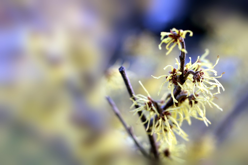 Flower Plants Witch Hazel - Free photo on Pixabay - Pixabay