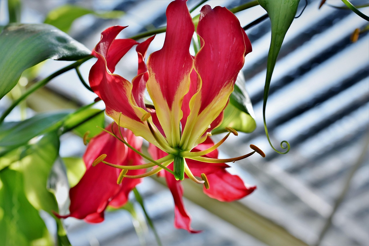 Flower Glory Crown Climber Plant - Free photo on Pixabay