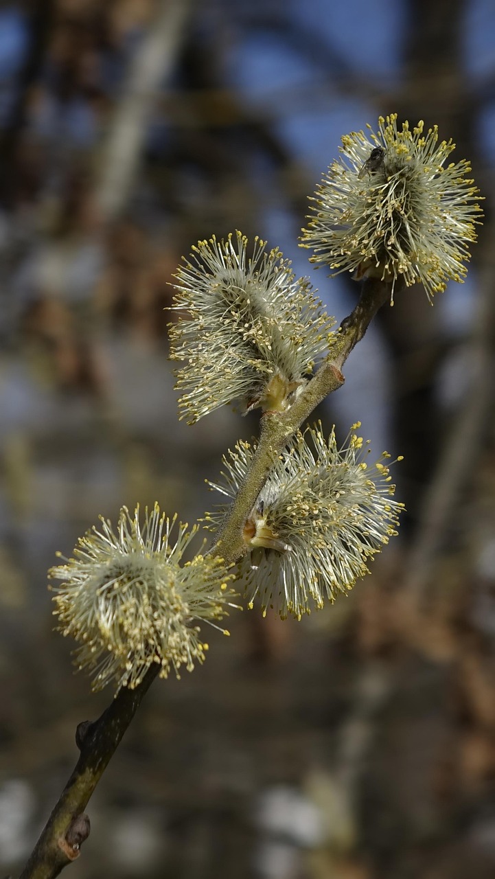Willow Catkin Plant Growth - Free photo on Pixabay