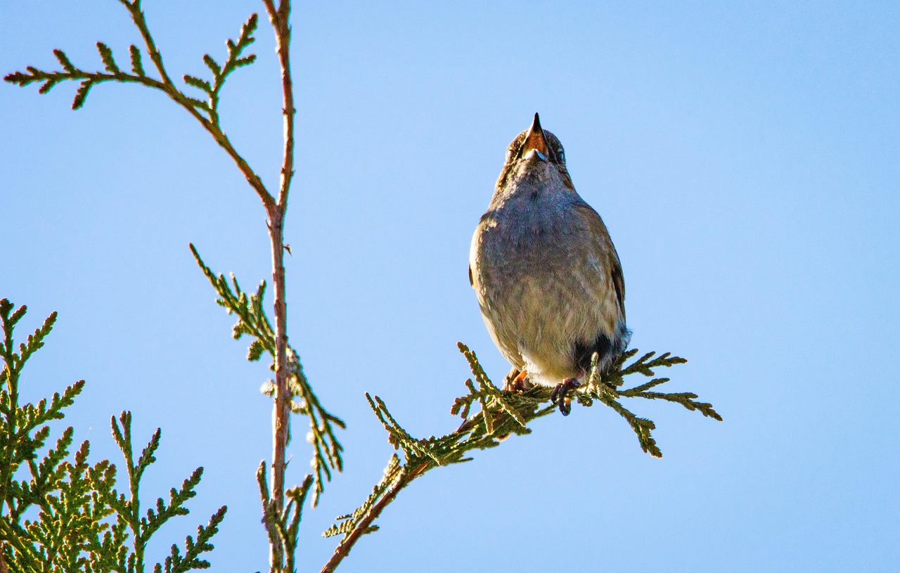 Bird Dunnock Ornithology - Free photo on Pixabay - Pixabay