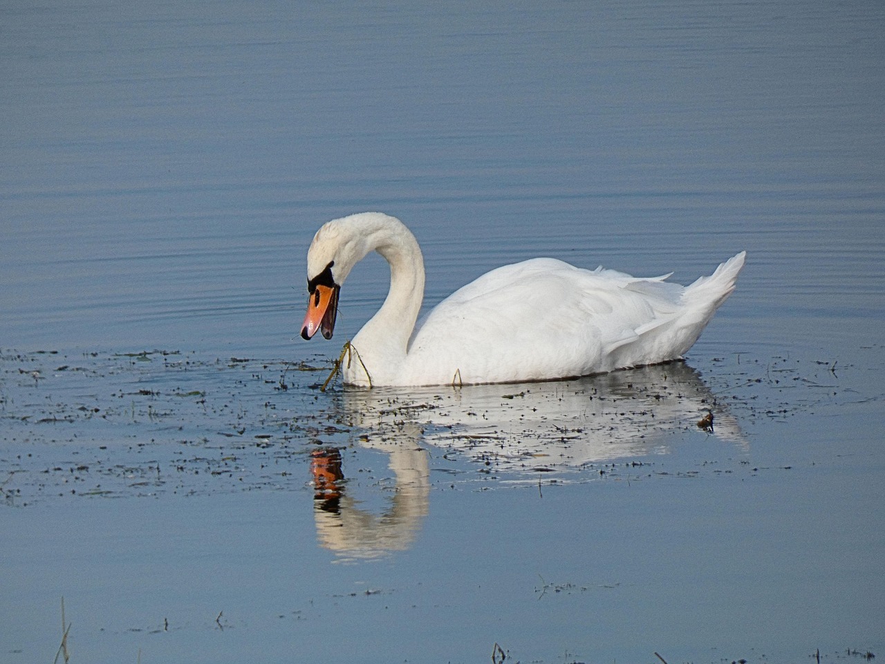 Swan Bird Animal - Free photo on Pixabay - Pixabay