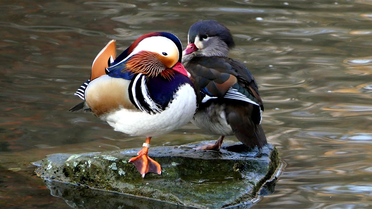 20+ Free Female Mandarin Duck & Duck Images - Pixabay