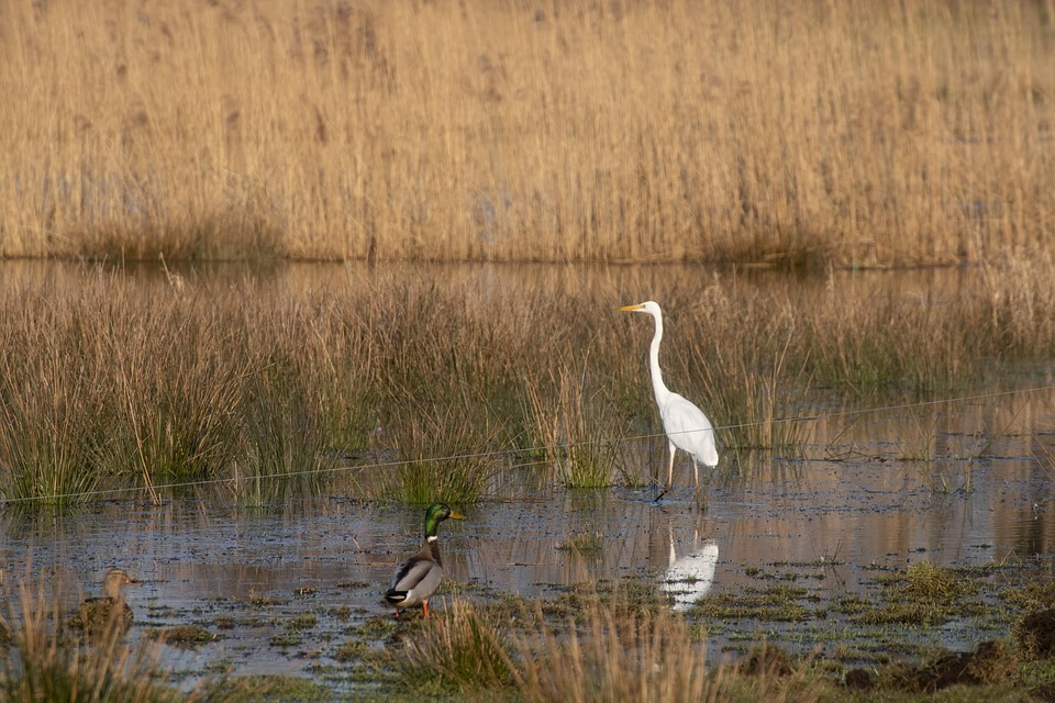 Bird Crane Ornithology - Free photo on Pixabay