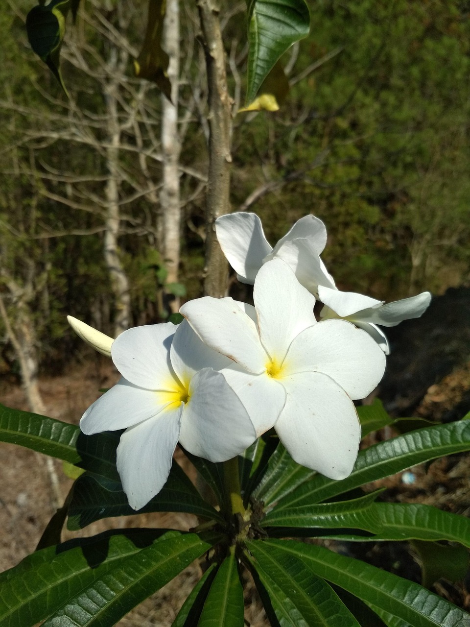 Plumeria Flower Plant - Free photo on Pixabay