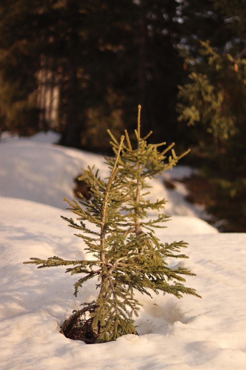 Árvore De Abeto Neve Floresta - Foto gratuita no Pixabay - Pixabay