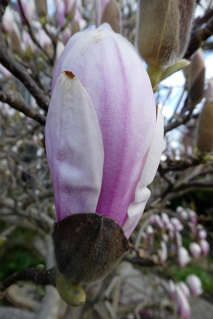 Flower Magnolia Knob - Free photo on Pixabay - Pixabay