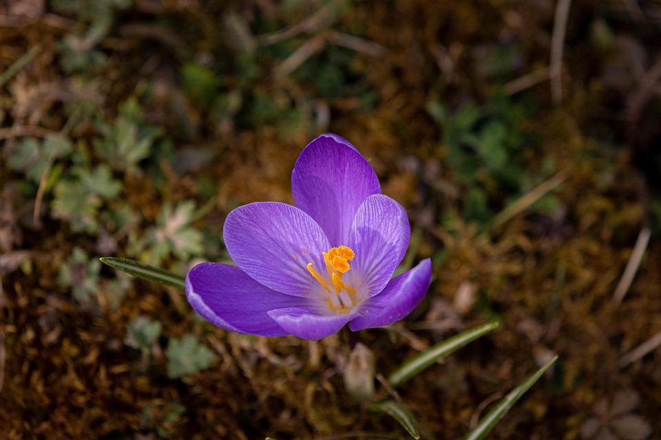 Crocus Fleur Le Printemps - Photo gratuite sur Pixabay - Pixabay