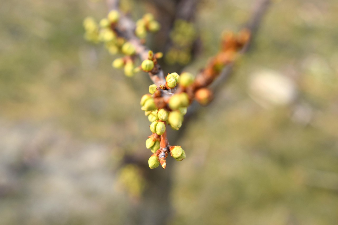 Forestiere Bourgeons De Fleurs - Photo gratuite sur Pixabay - Pixabay