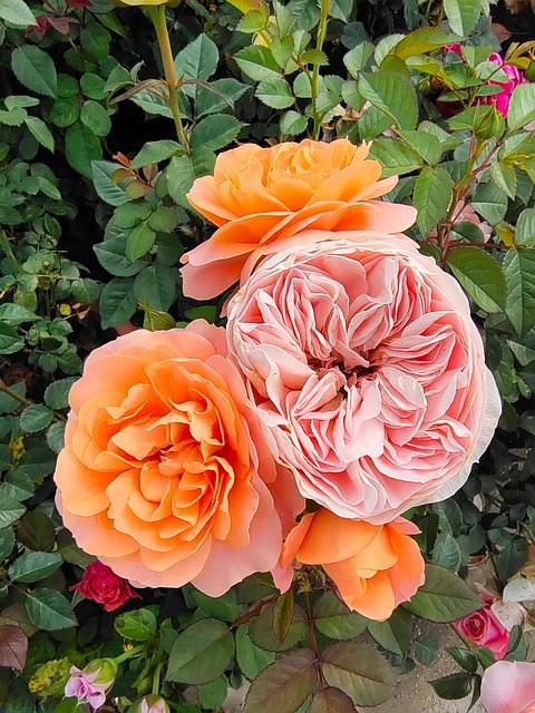 Bicolor Rose Flora - Free photo on Pixabay - Pixabay