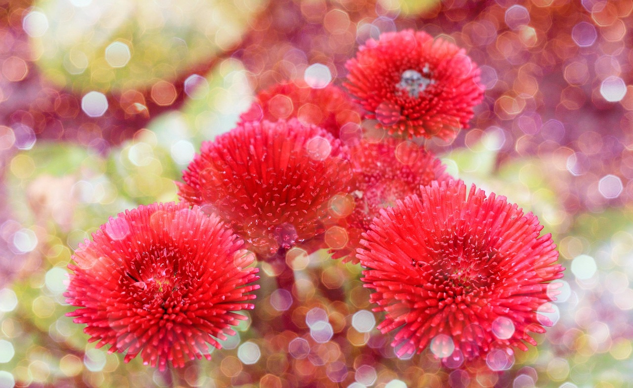 Flores Margaritas Florak - Foto gratis en Pixabay - Pixabay