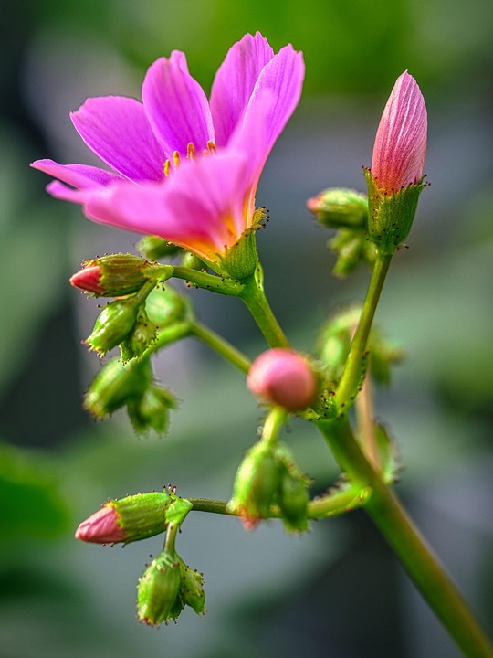 Bloem Bittere Wortel Bloesem - Gratis foto op Pixabay